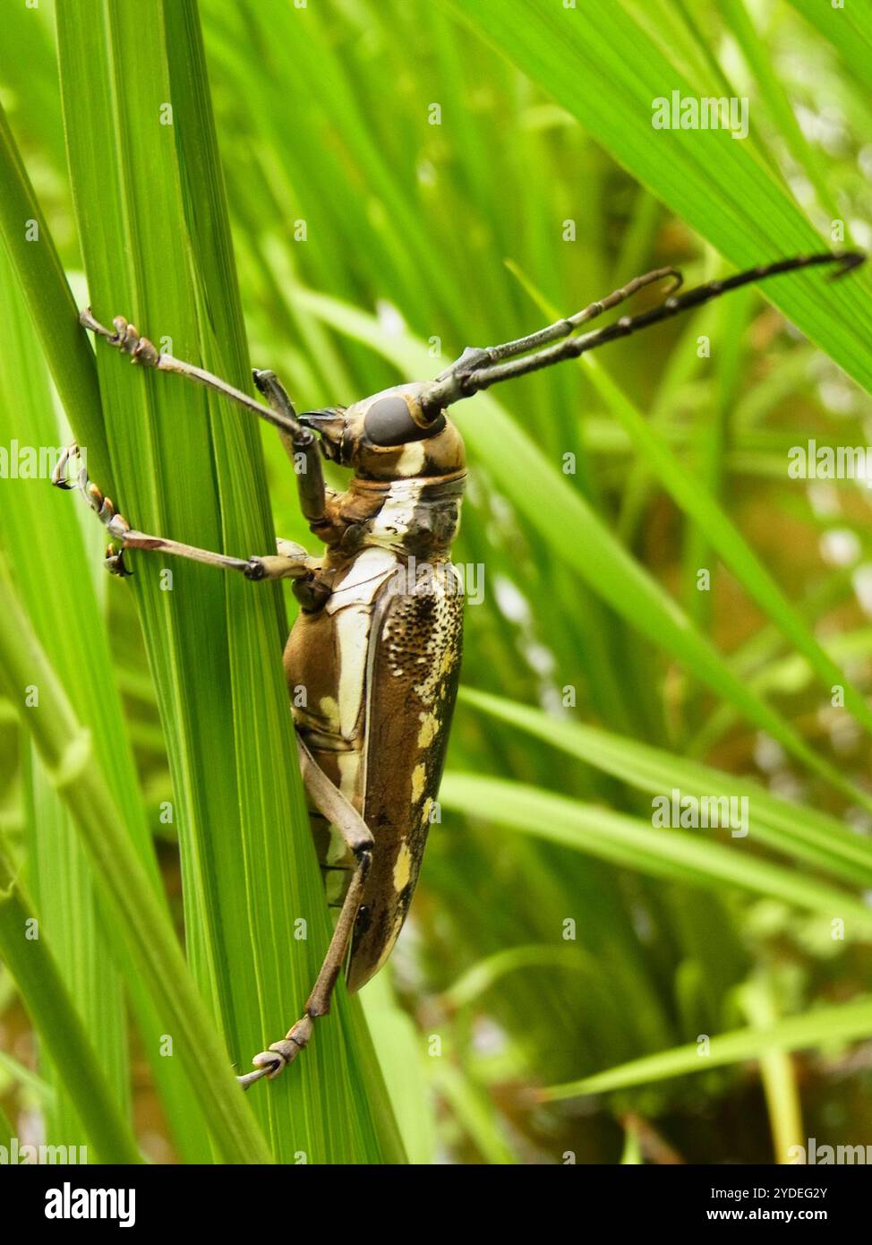 White-striped Longhorn Beetle (Batocera lineolata Stock Photo - Alamy