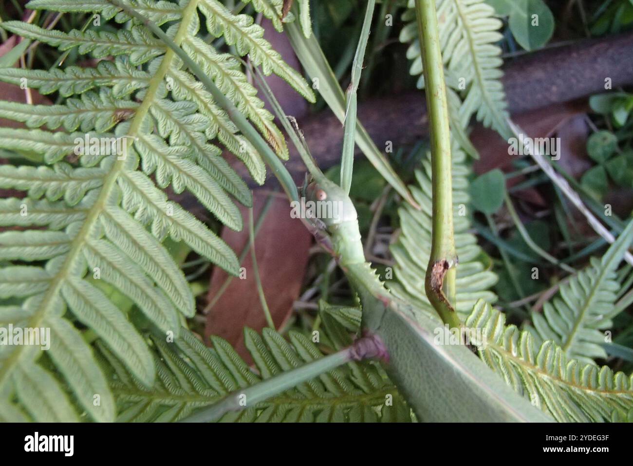 Ringbarker Stick Insect (Podacanthus wilkinsoni Stock Photo - Alamy