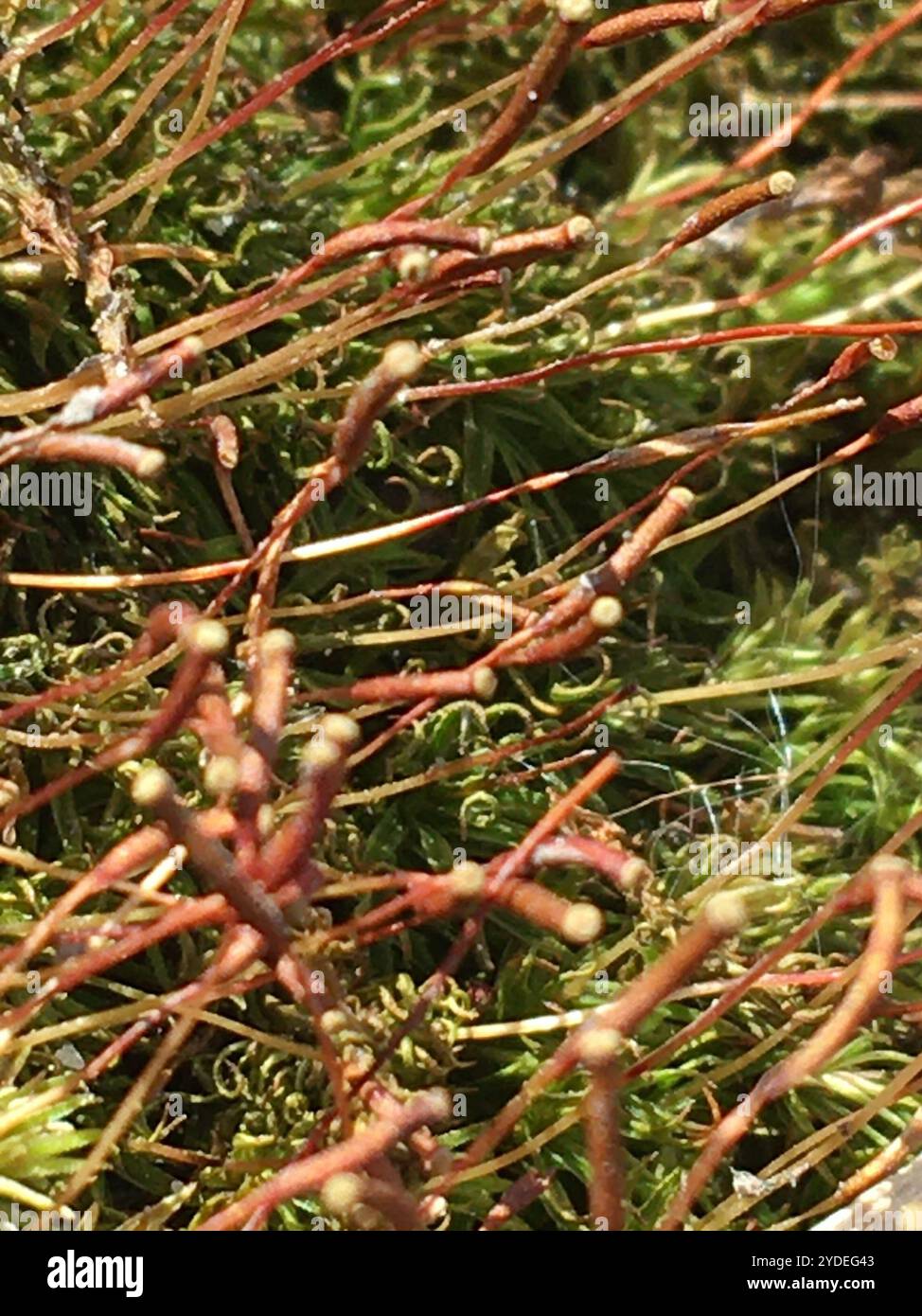 lesser smoothcap (Atrichum angustatum Stock Photo - Alamy