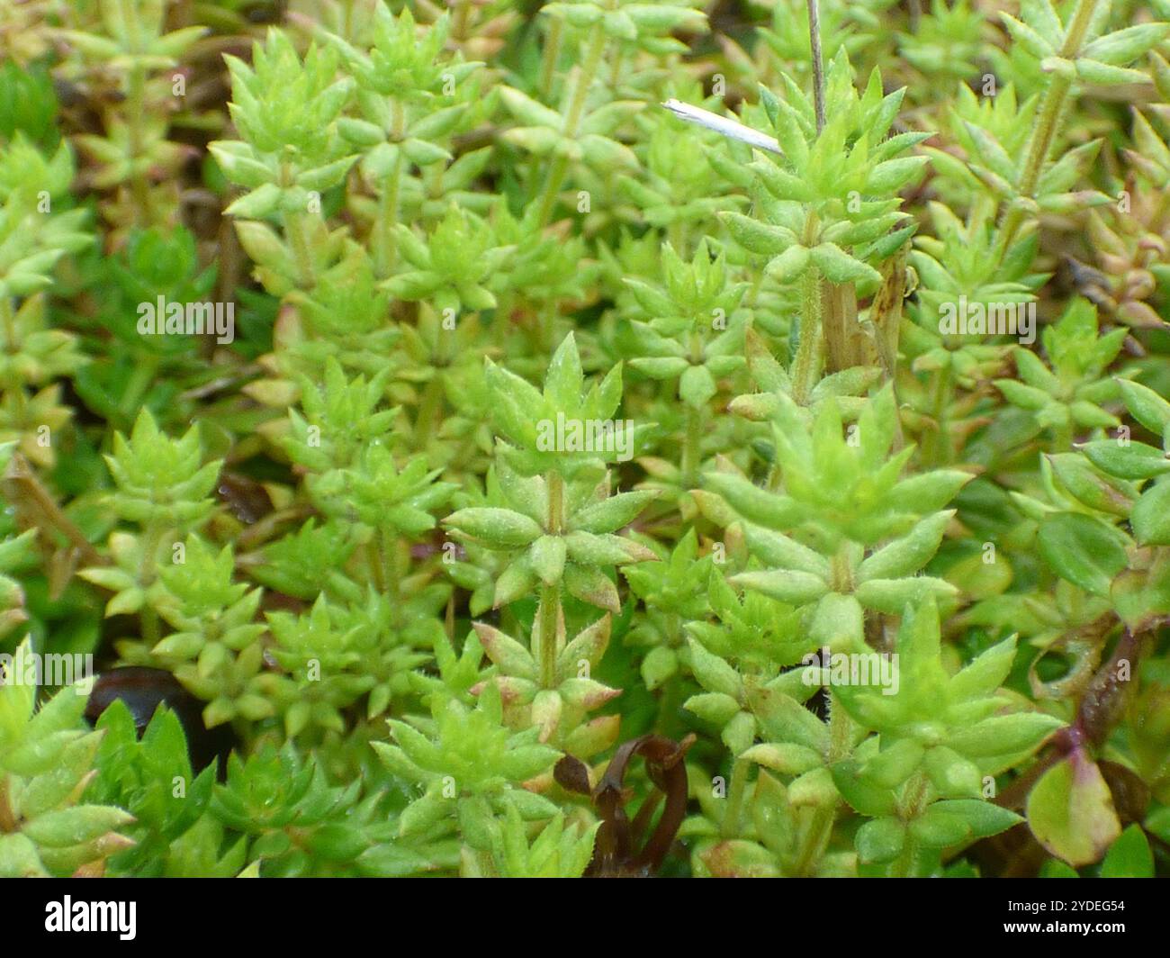 Field madder (Sherardia arvensis Stock Photo - Alamy