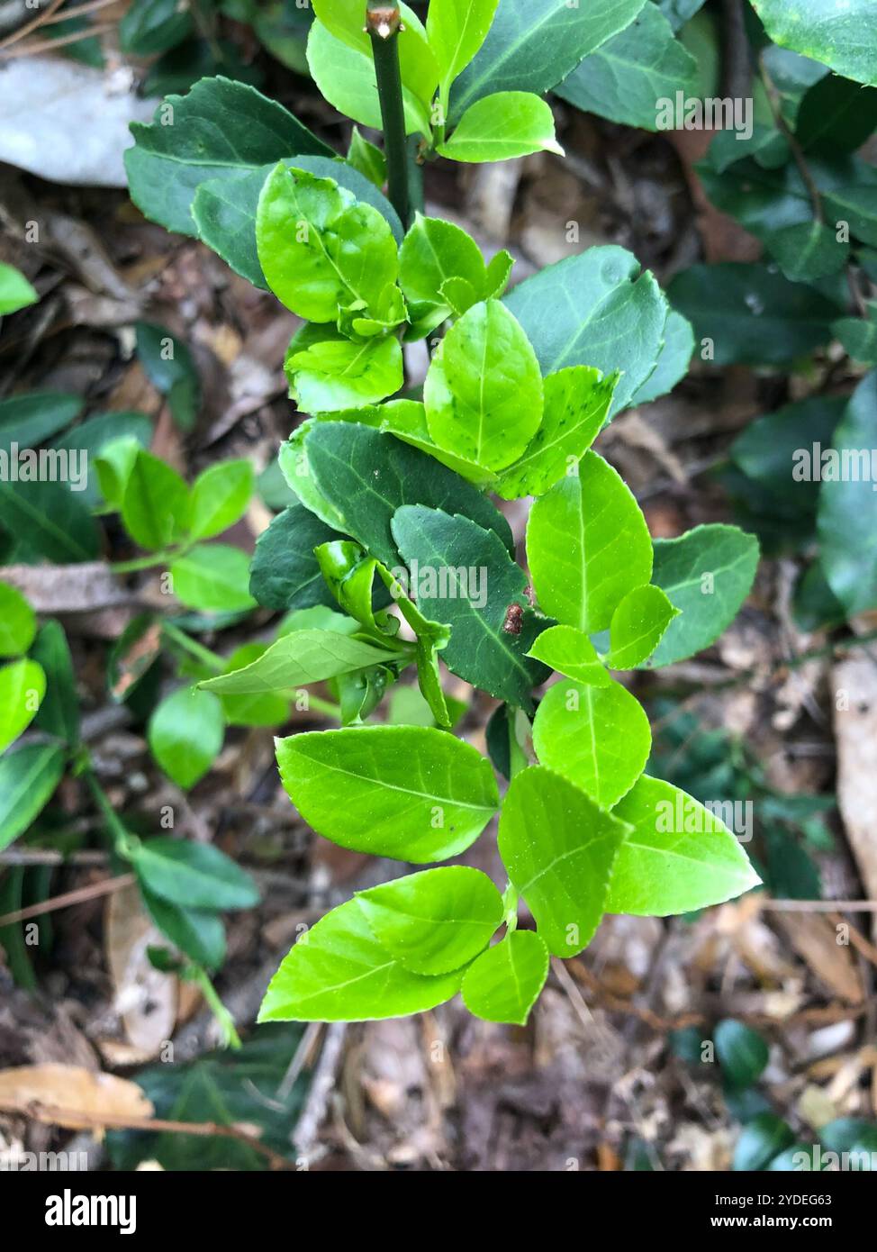 fortune's spindle (Euonymus fortunei Stock Photo - Alamy
