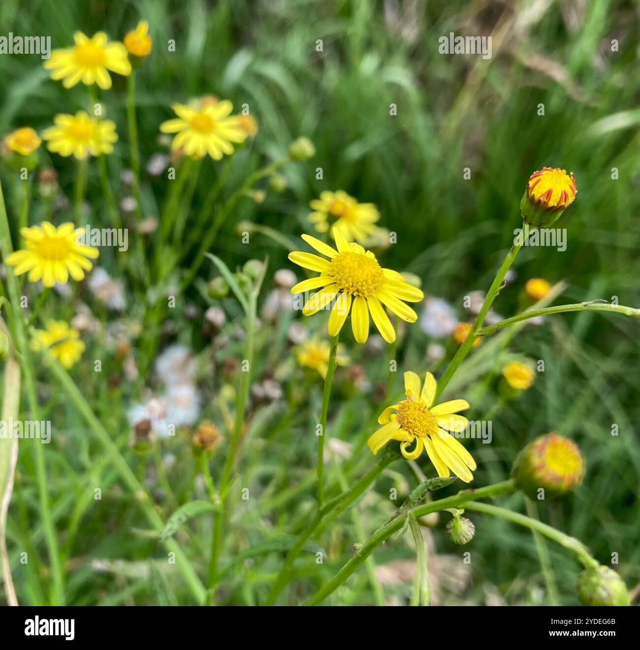 Madagascar Ragwort (Senecio madagascariensis Stock Photo - Alamy
