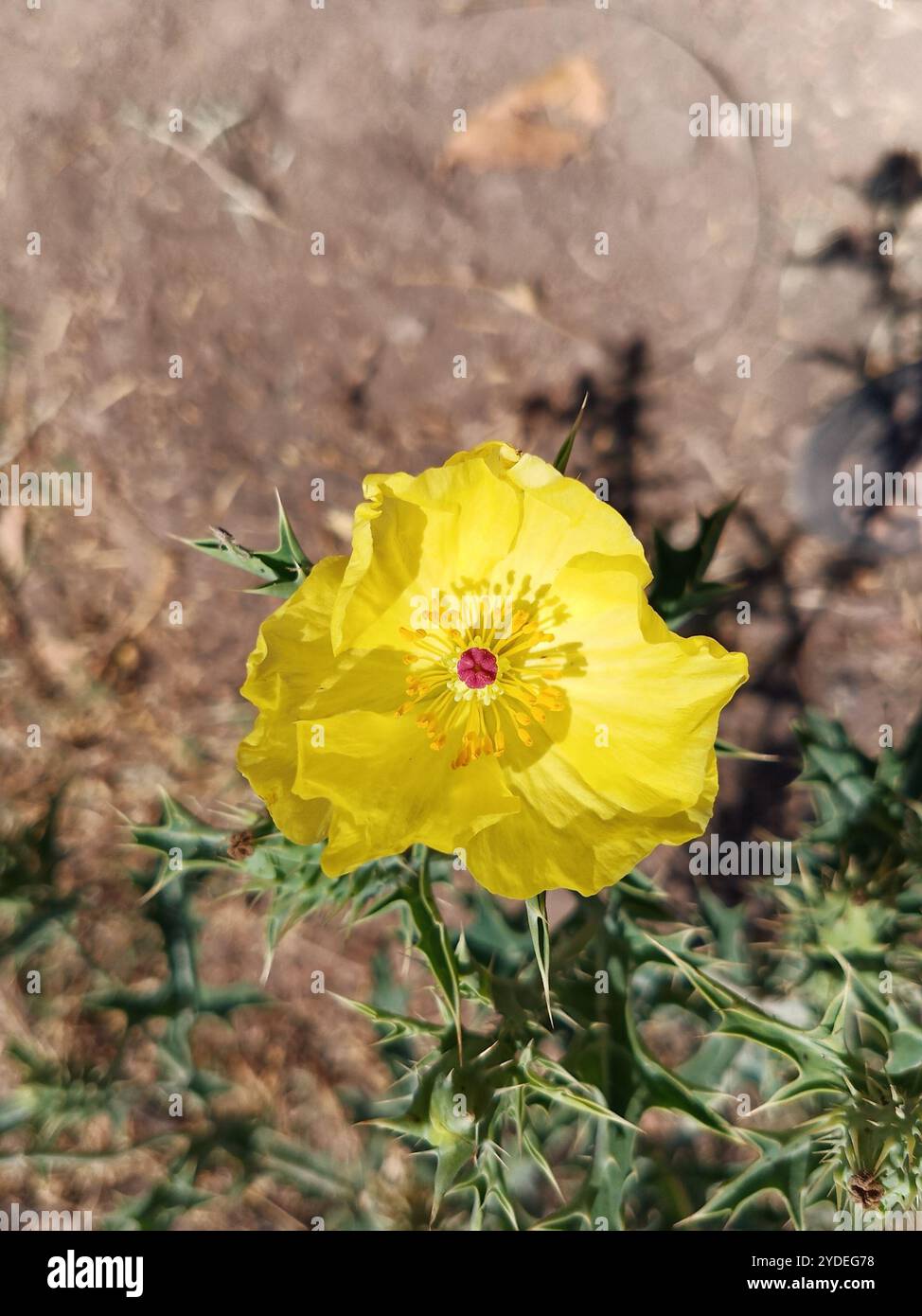 Mexican prickly poppy (Argemone mexicana Stock Photo - Alamy