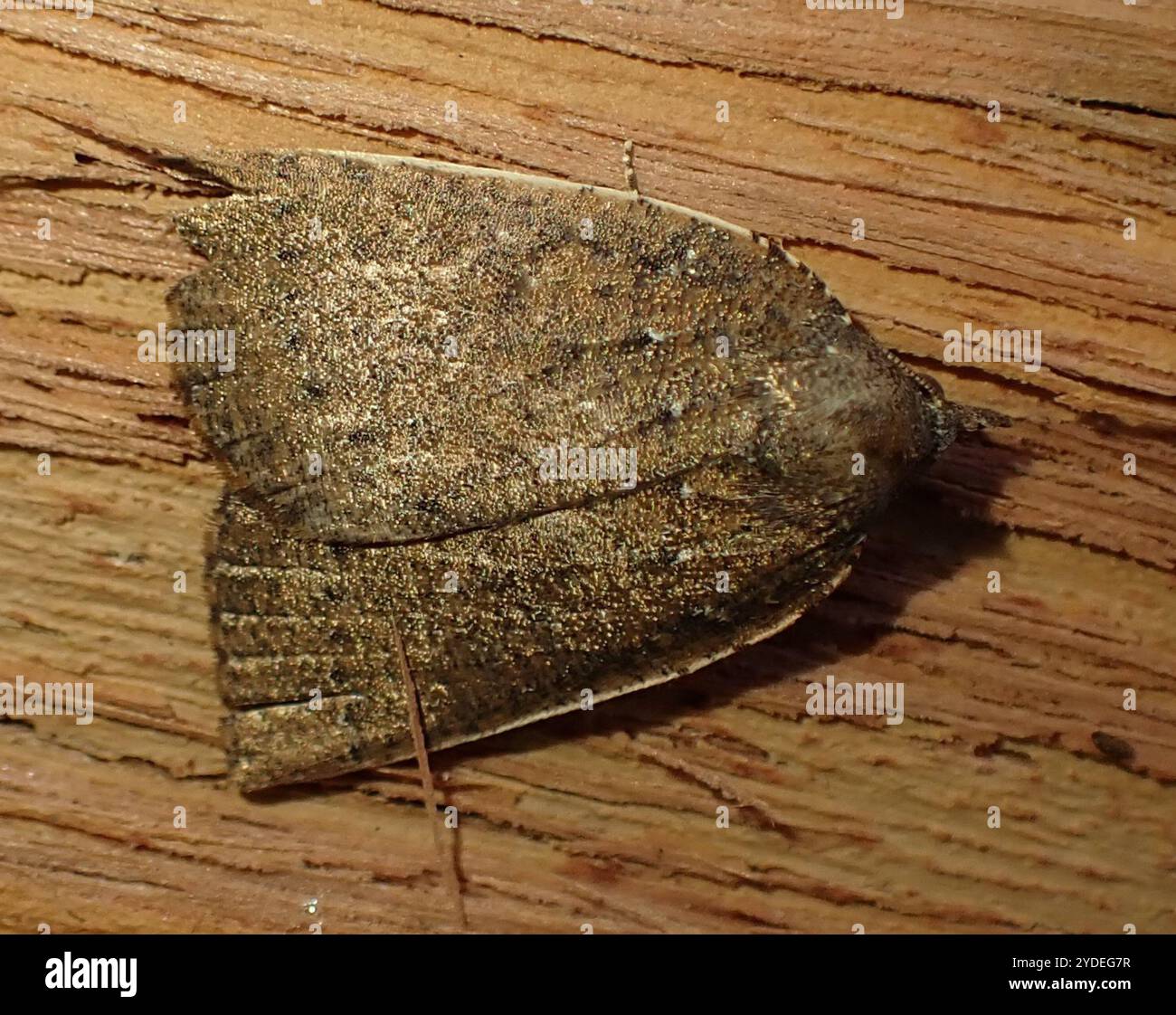 Pale-bordered Cape-moth (Authaemon stenonipha Stock Photo - Alamy