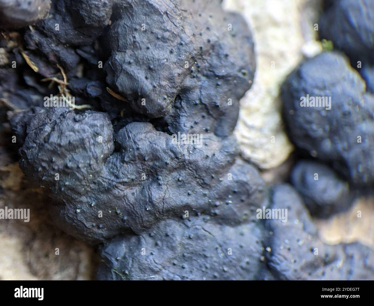 Brittle Cinder (Kretzschmaria deusta Stock Photo - Alamy
