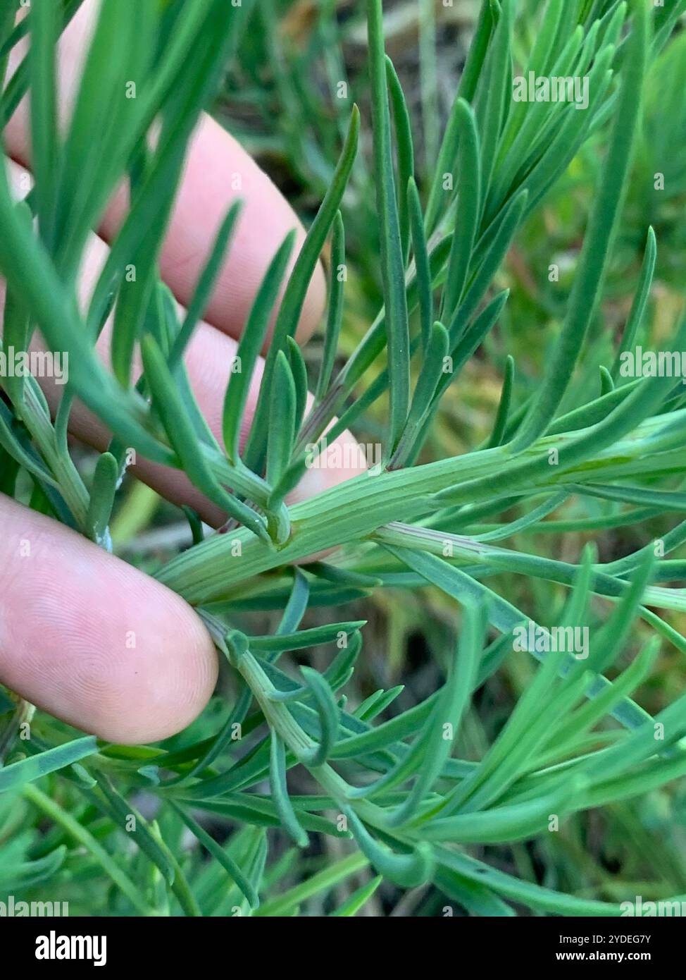 Annual Seepweed (Suaeda linearis Stock Photo - Alamy