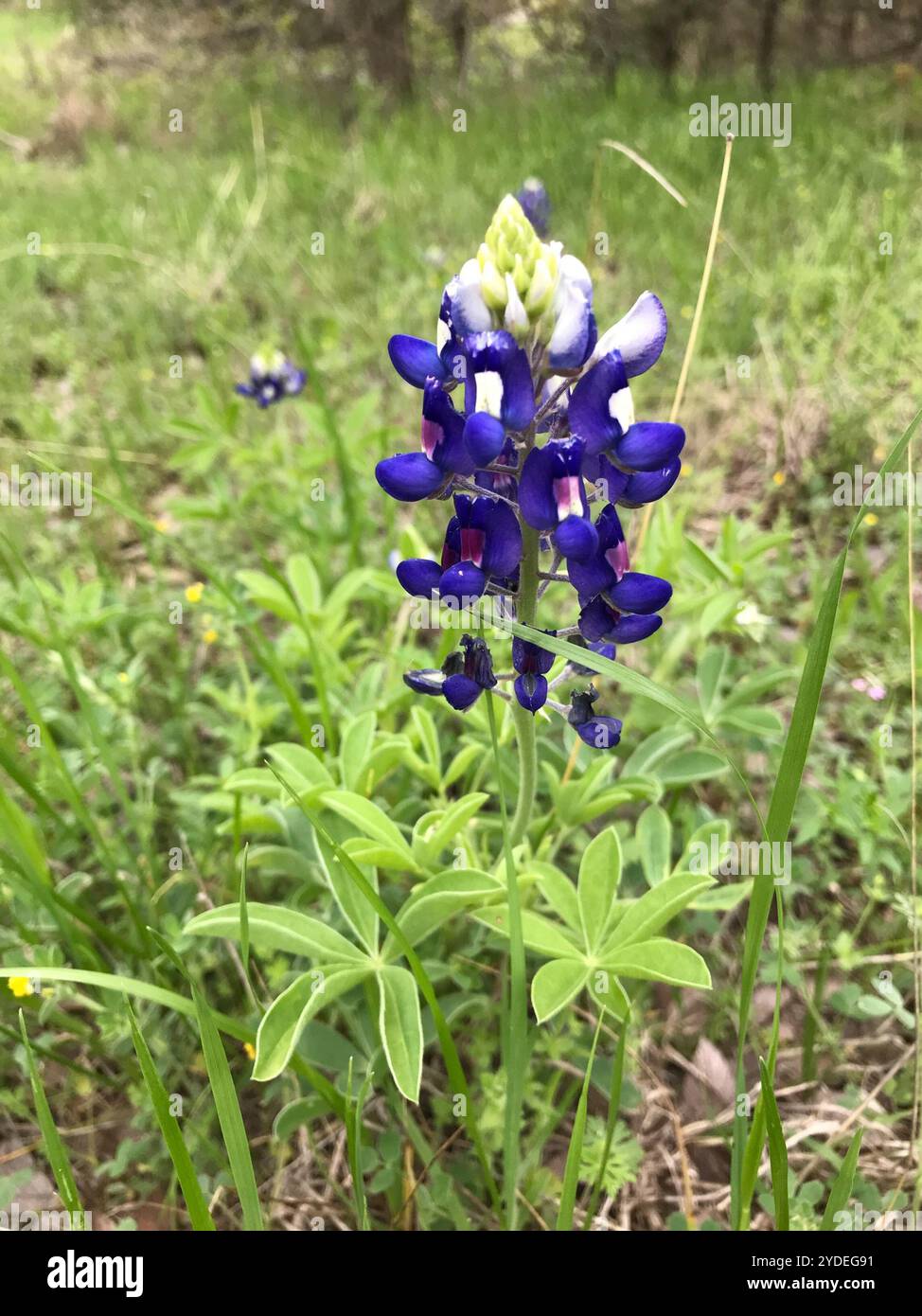 Texas bluebonnet (Lupinus texensis Stock Photo - Alamy