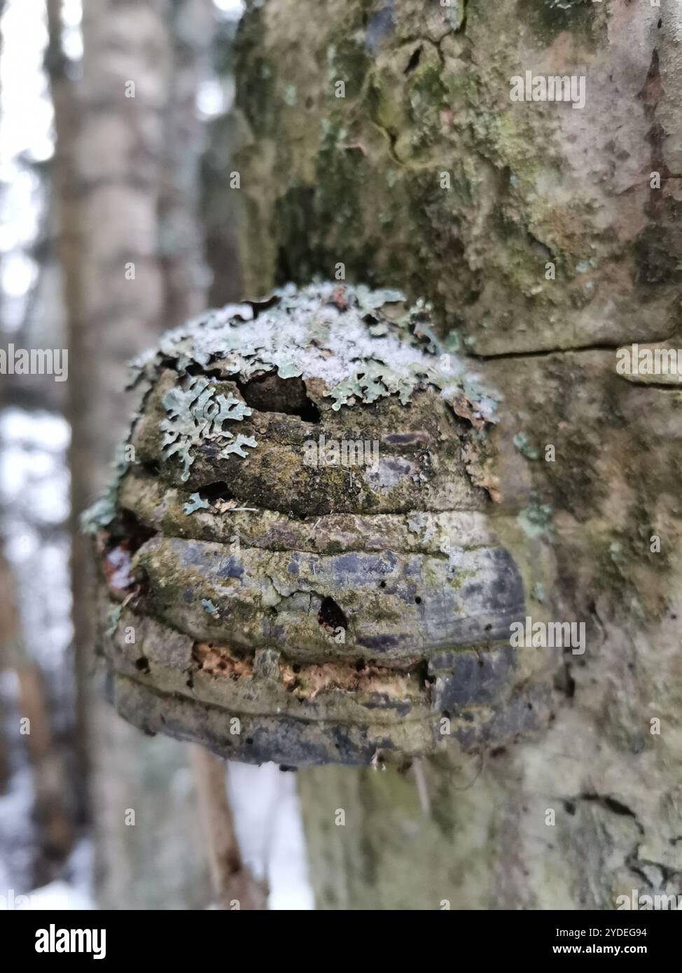 Hoof Fungus (Fomes fomentarius Stock Photo - Alamy
