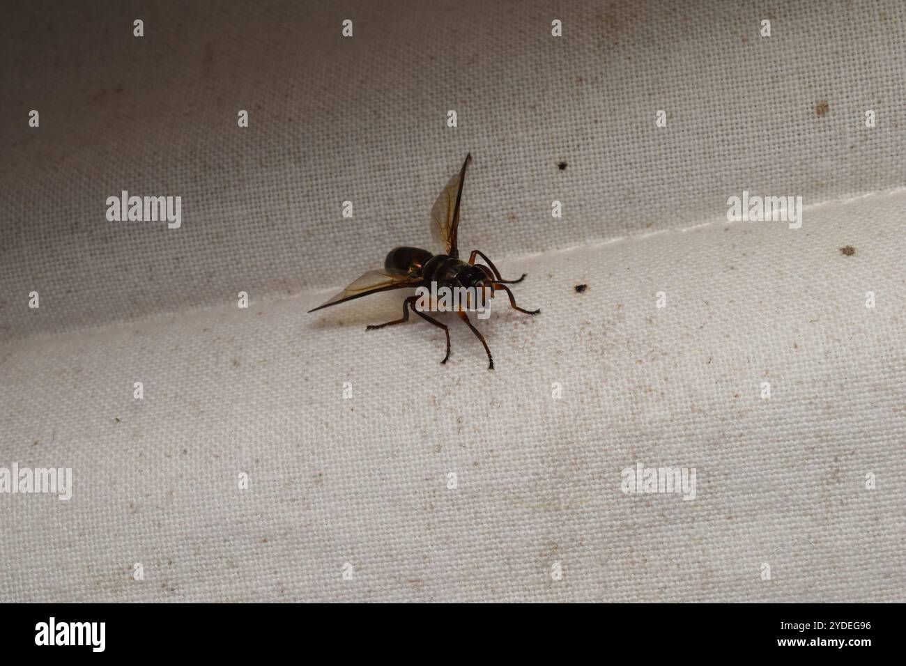 Signal Flies (Platystomatidae Stock Photo - Alamy
