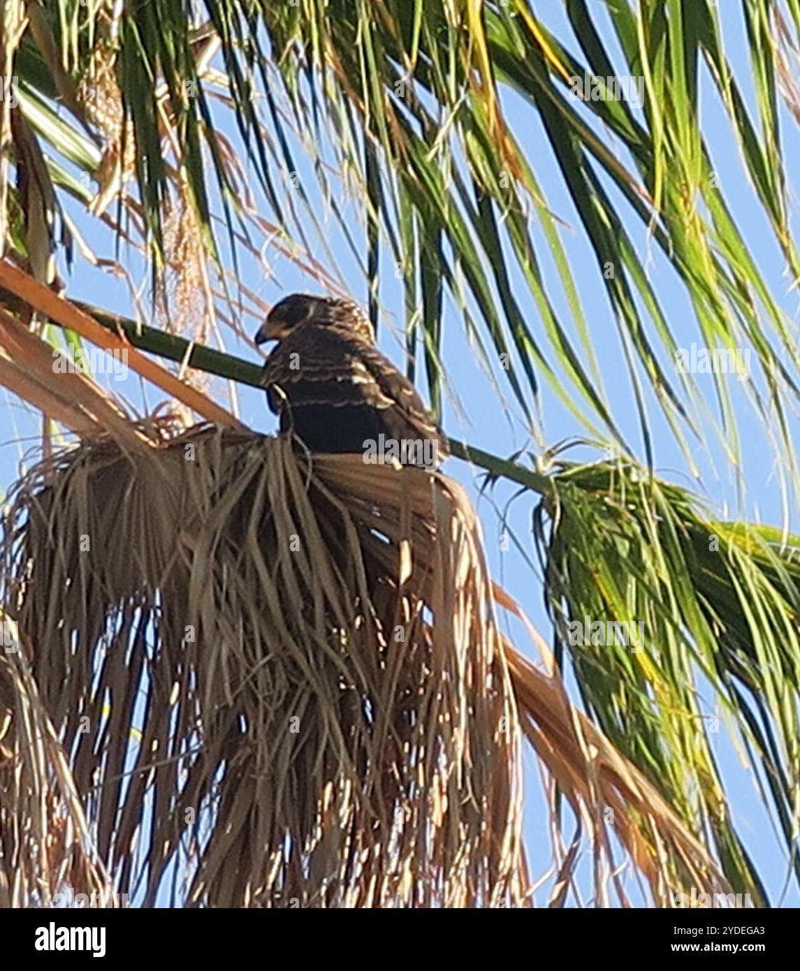 Black Goshawk (Accipiter melanoleucus Stock Photo - Alamy