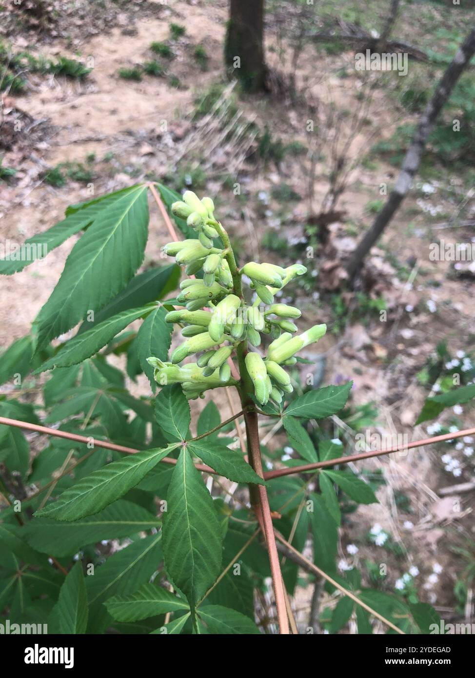 painted buckeye (Aesculus sylvatica Stock Photo - Alamy