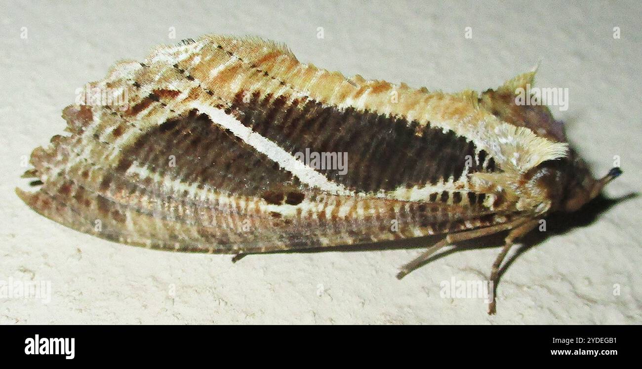 Dot-underwing Moth (Eudocima materna Stock Photo - Alamy