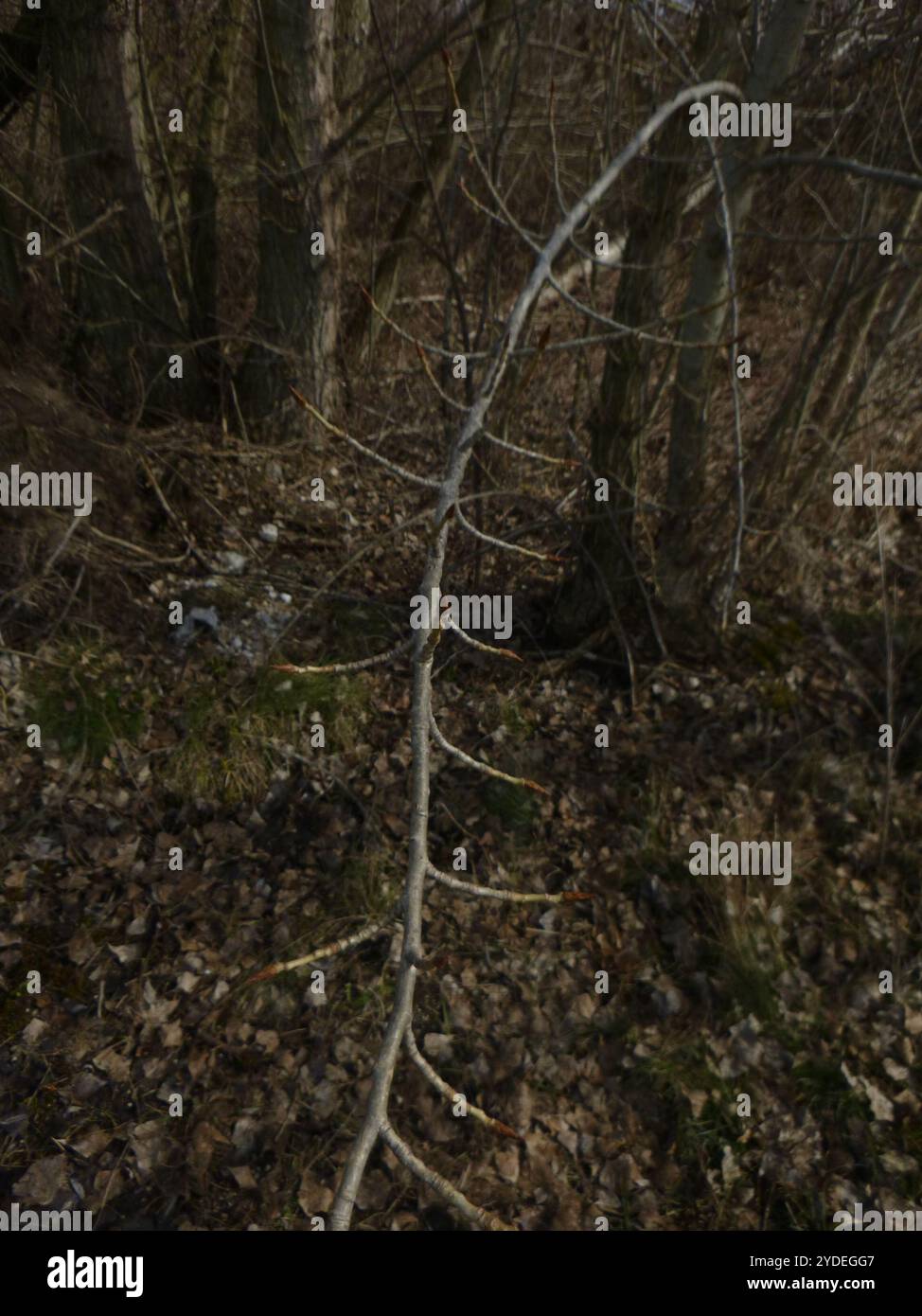 balsam poplar (Populus balsamifera Stock Photo - Alamy