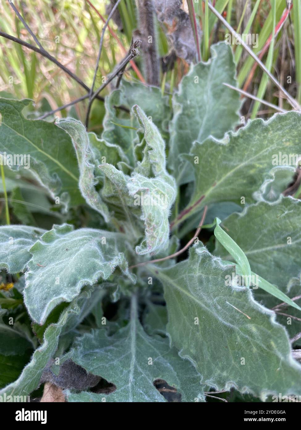 Telegraphweed (Heterotheca grandiflora Stock Photo - Alamy