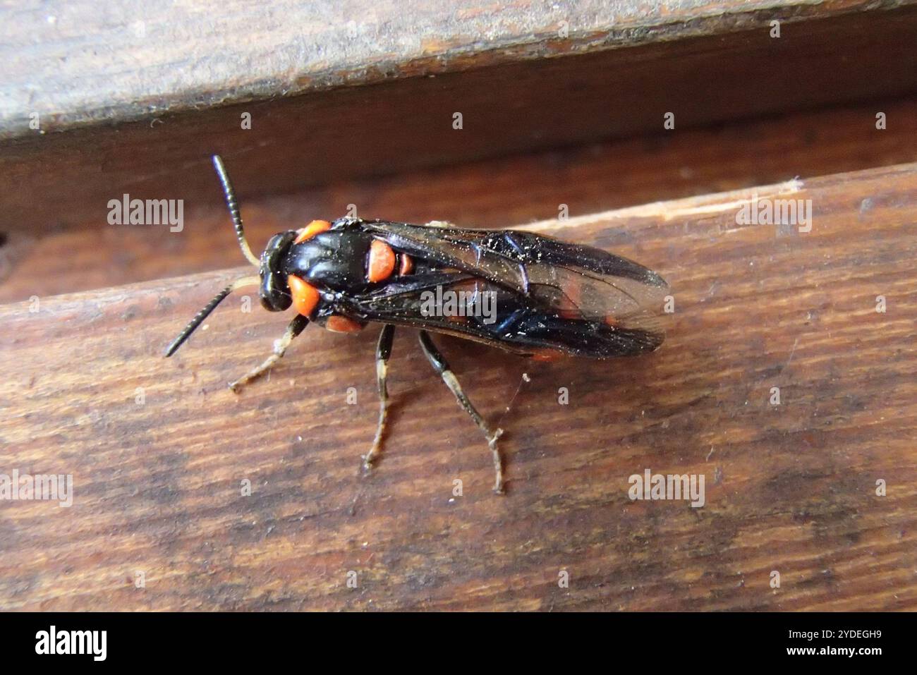 Bottlebrush Sawfly (Pterygophorus cinctus Stock Photo - Alamy