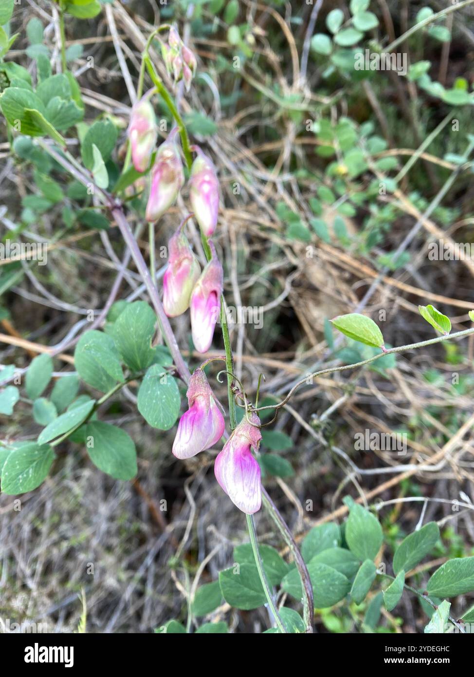 Pacific pea (Lathyrus vestitus Stock Photo - Alamy
