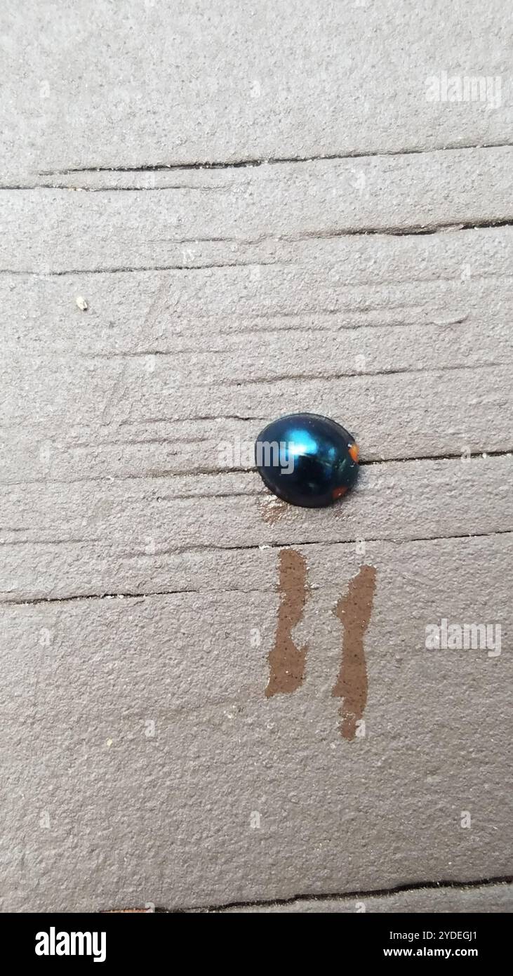 Metallic Blue Lady Beetle (Curinus coeruleus Stock Photo - Alamy