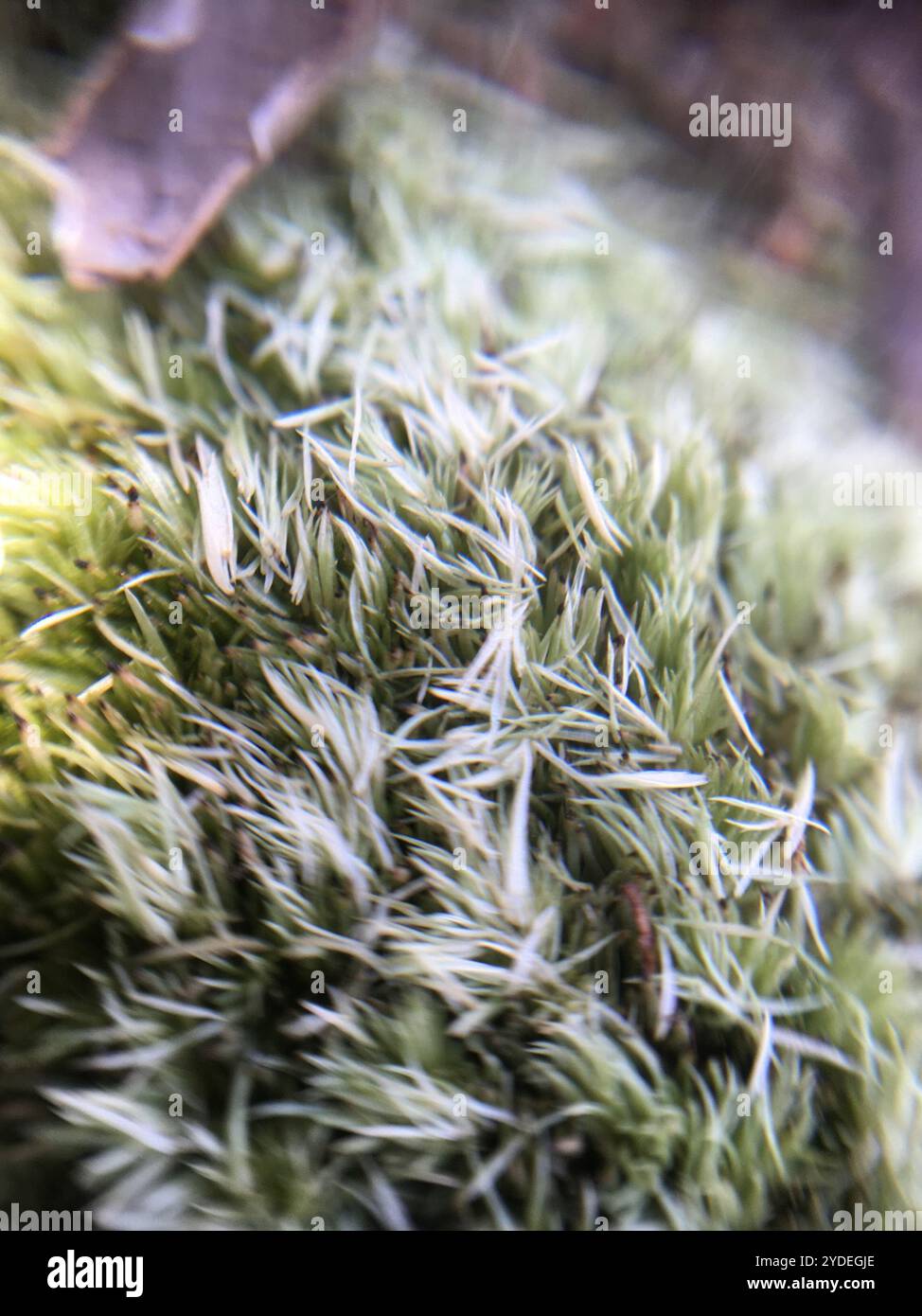 Pincushion Moss (Leucobryum glaucum Stock Photo - Alamy