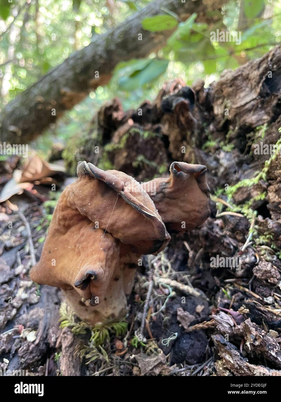 Saddle-shaped False Morel (Gyromitra infula Stock Photo - Alamy