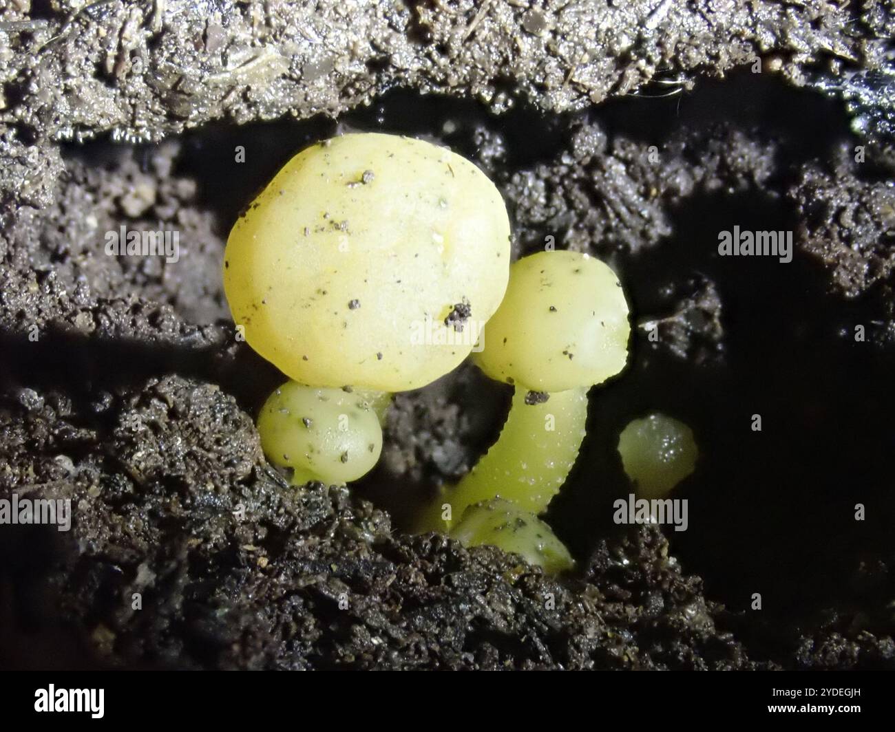 Ochre Jelly Club (Leotia lubrica Stock Photo - Alamy