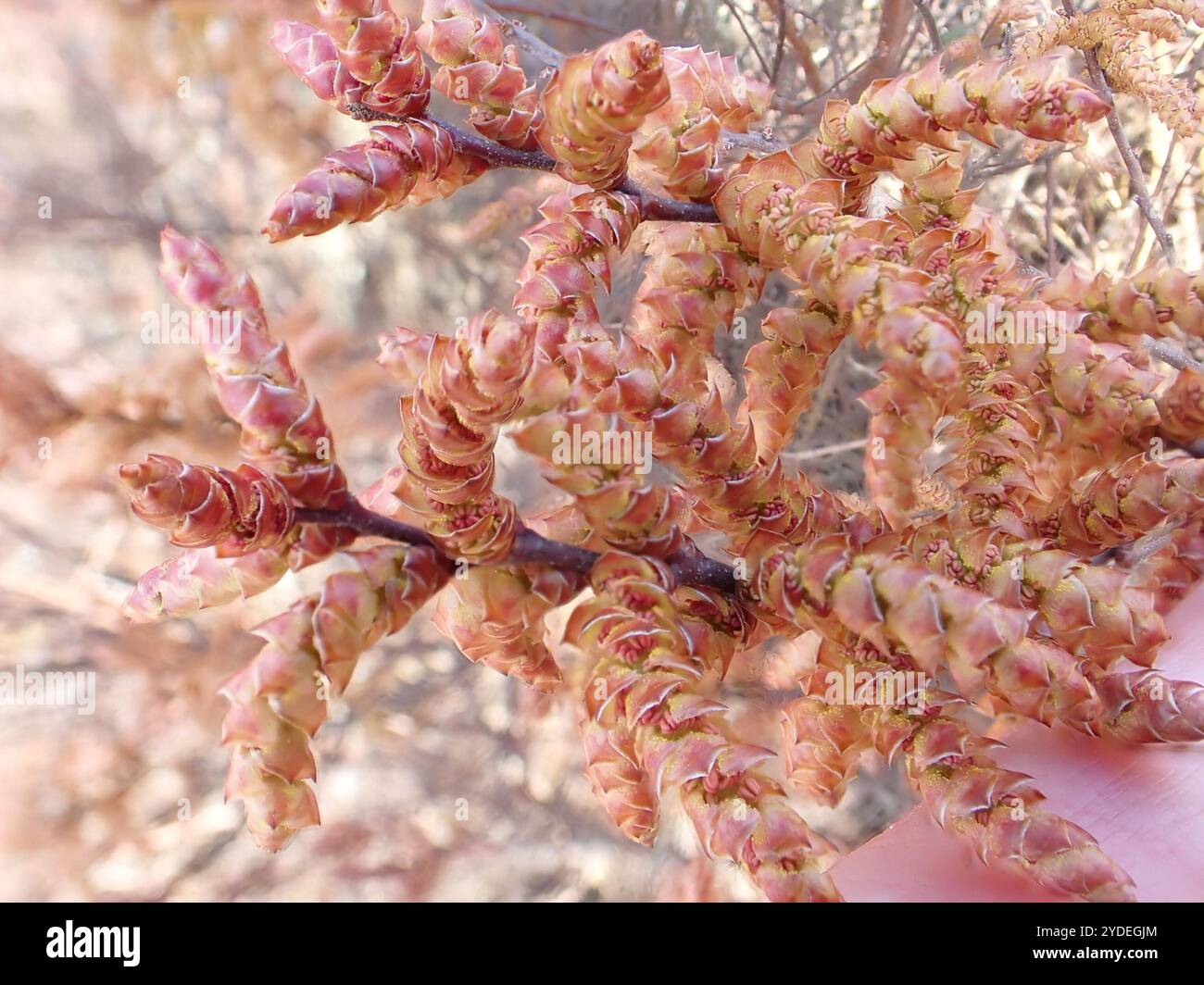 bog myrtle (Myrica gale Stock Photo - Alamy