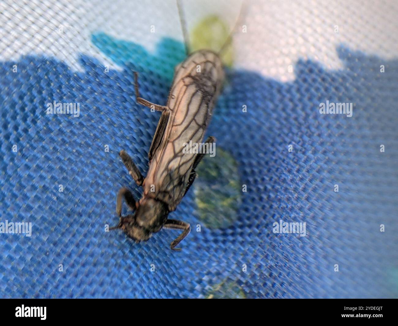 Small Winter Stoneflies (Capniidae Stock Photo - Alamy