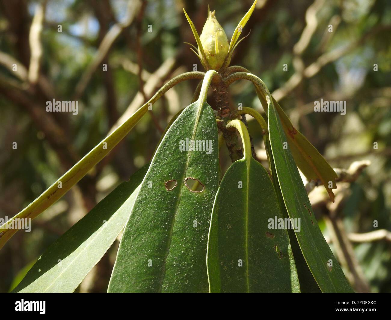 great rhododendron (Rhododendron maximum Stock Photo - Alamy