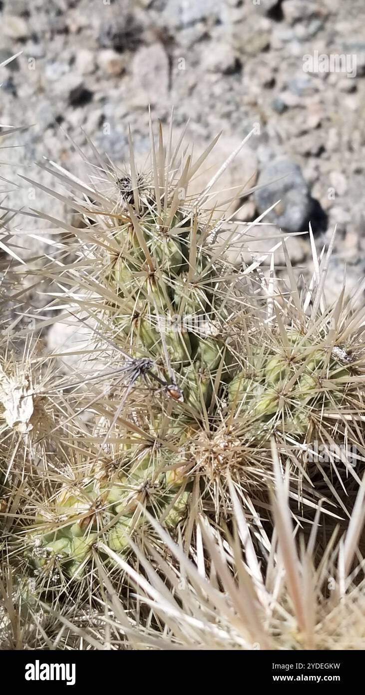 Silver Cholla (Cylindropuntia echinocarpa Stock Photo - Alamy