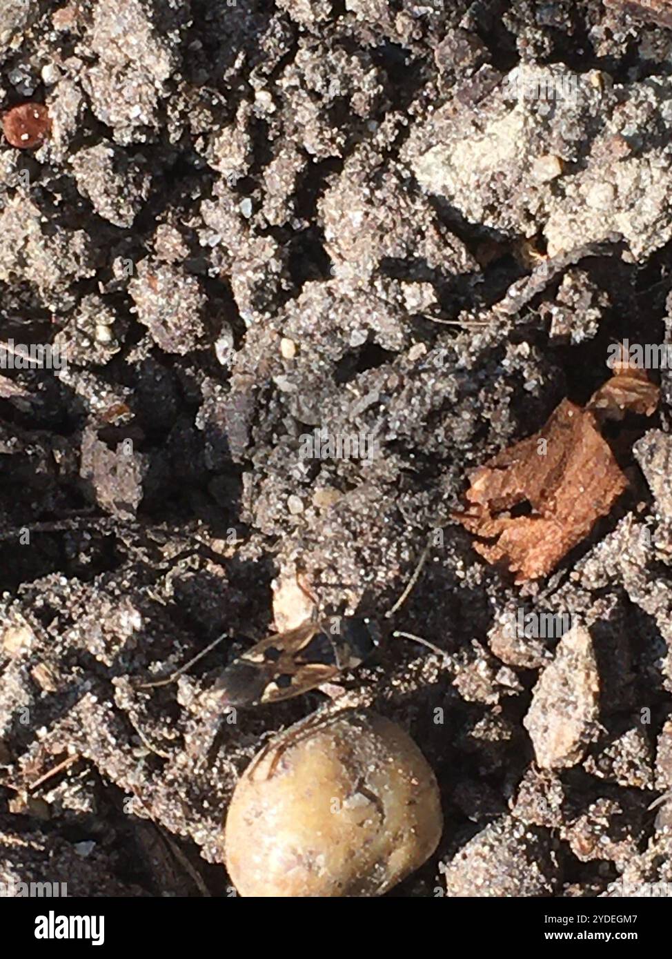 bright-spotted groundbug (Rhyparochromus vulgaris Stock Photo - Alamy