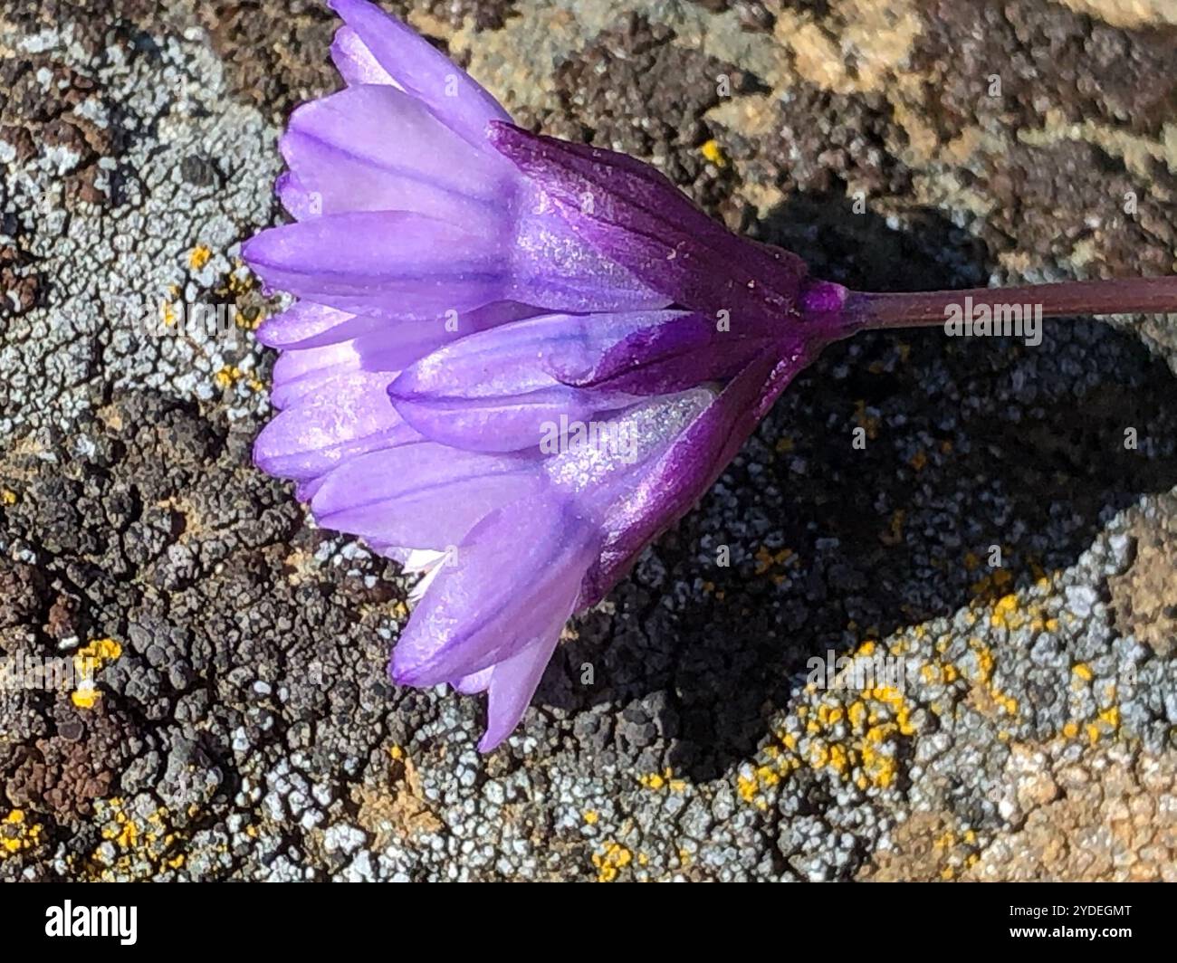 Blue Dicks (Dipterostemon capitatus Stock Photo - Alamy