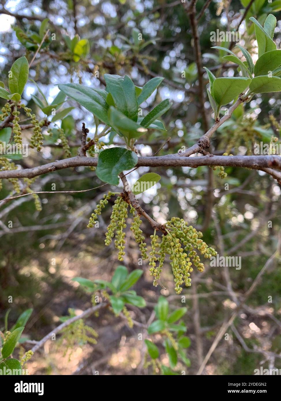 Texas live oak (Quercus fusiformis Stock Photo - Alamy