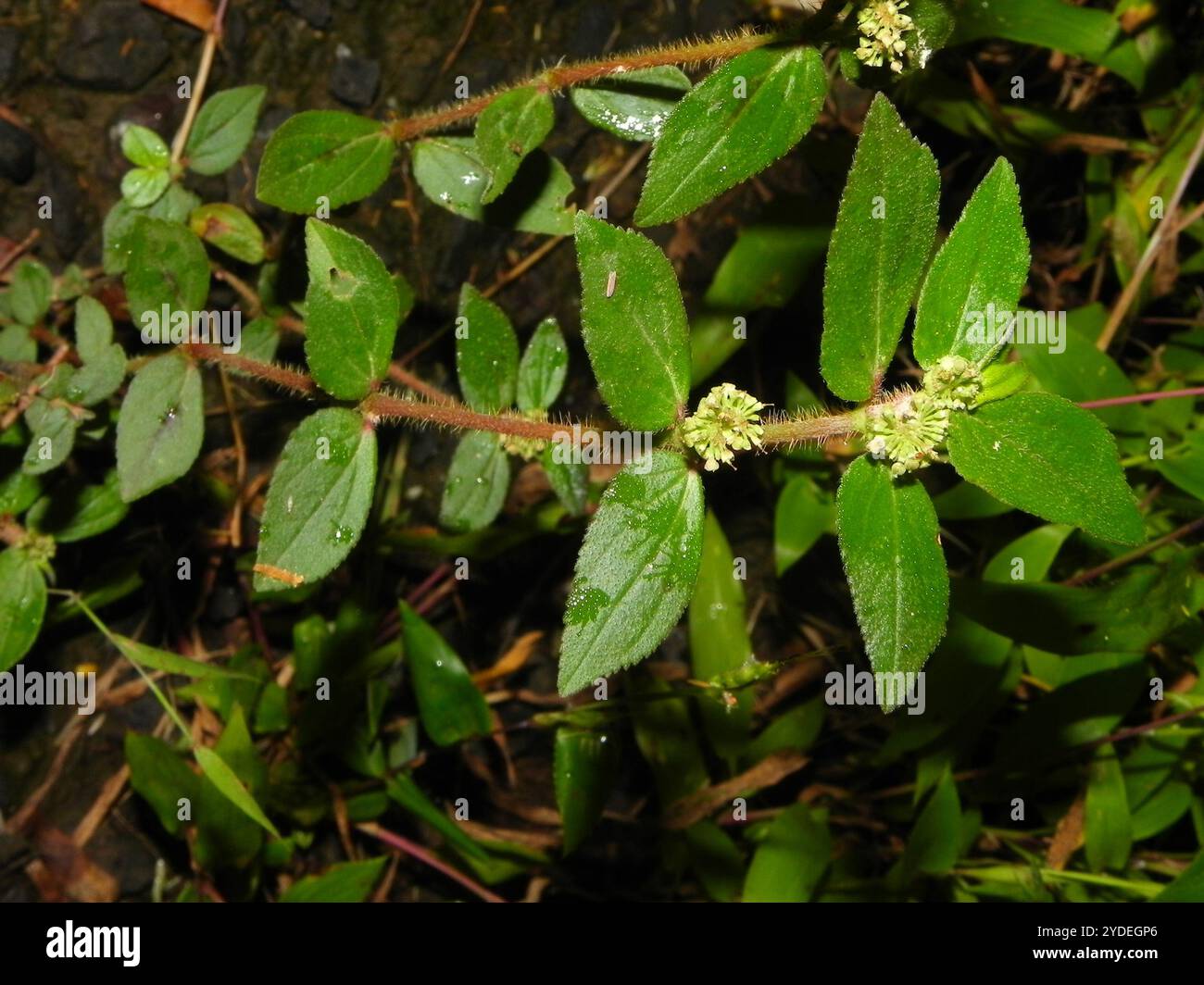 Asthma plant (Euphorbia hirta Stock Photo - Alamy