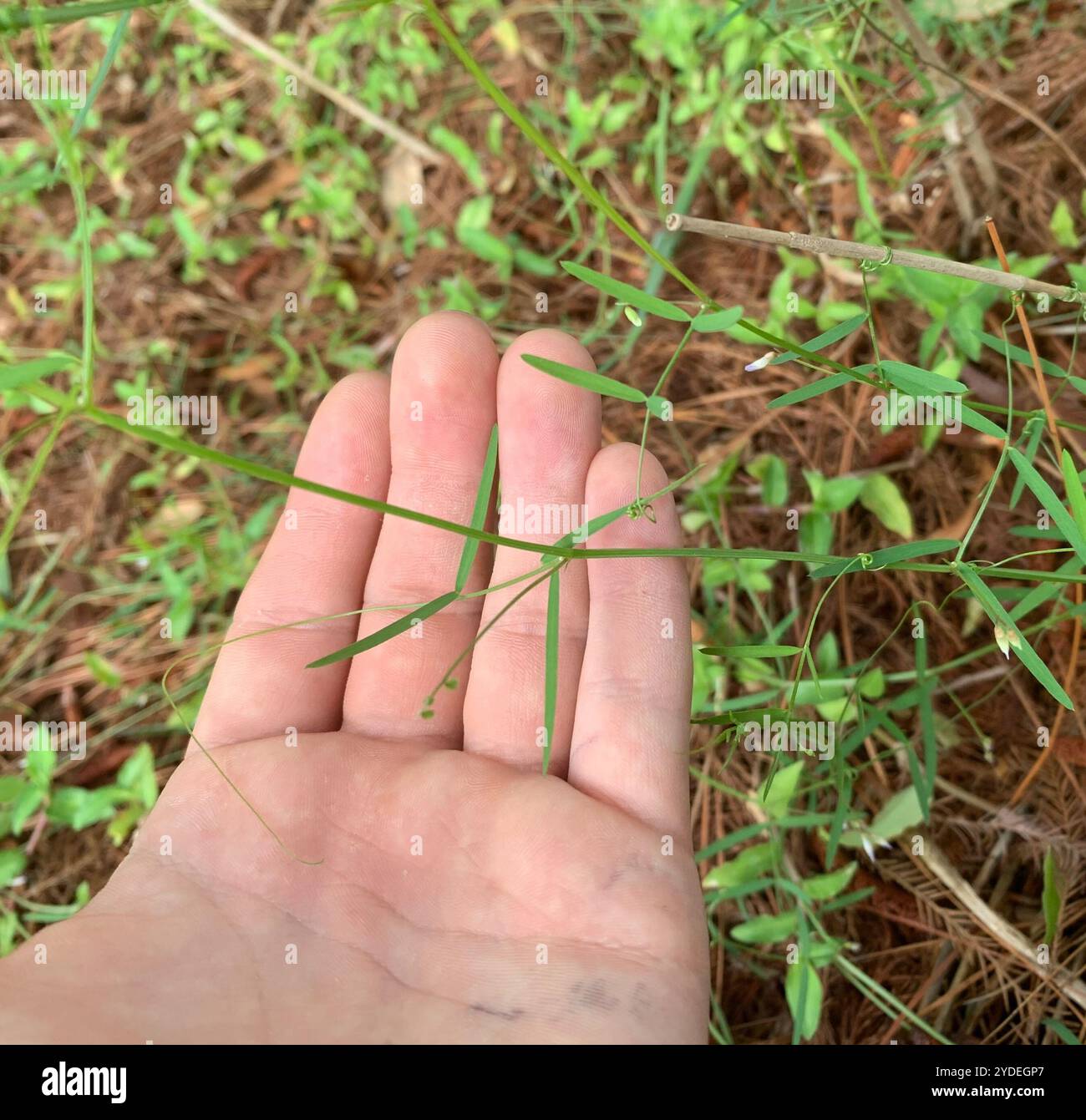 Fourleaf Vetch (Vicia acutifolia Stock Photo - Alamy