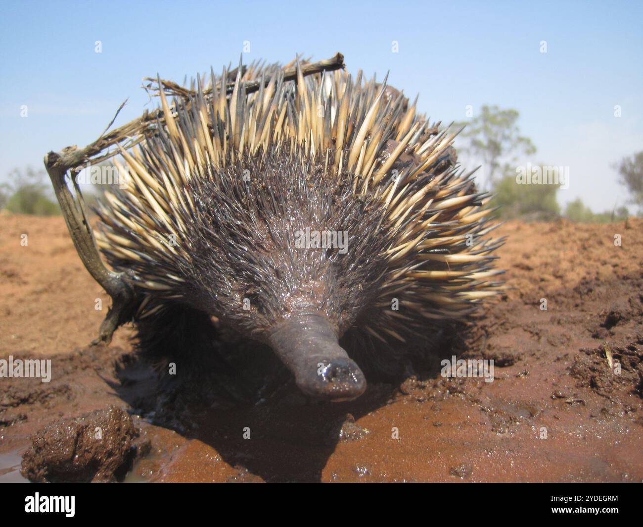 Eastern Short-beaked Echidna (Tachyglossus aculeatus aculeatus Stock ...
