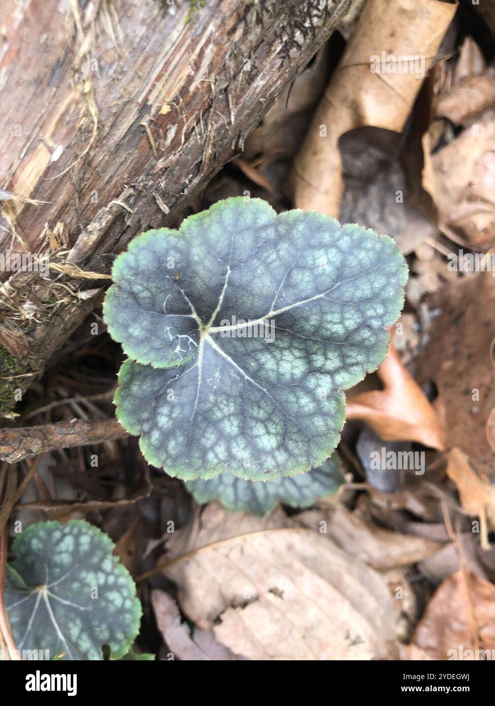 American alumroot (Heuchera americana americana Stock Photo - Alamy