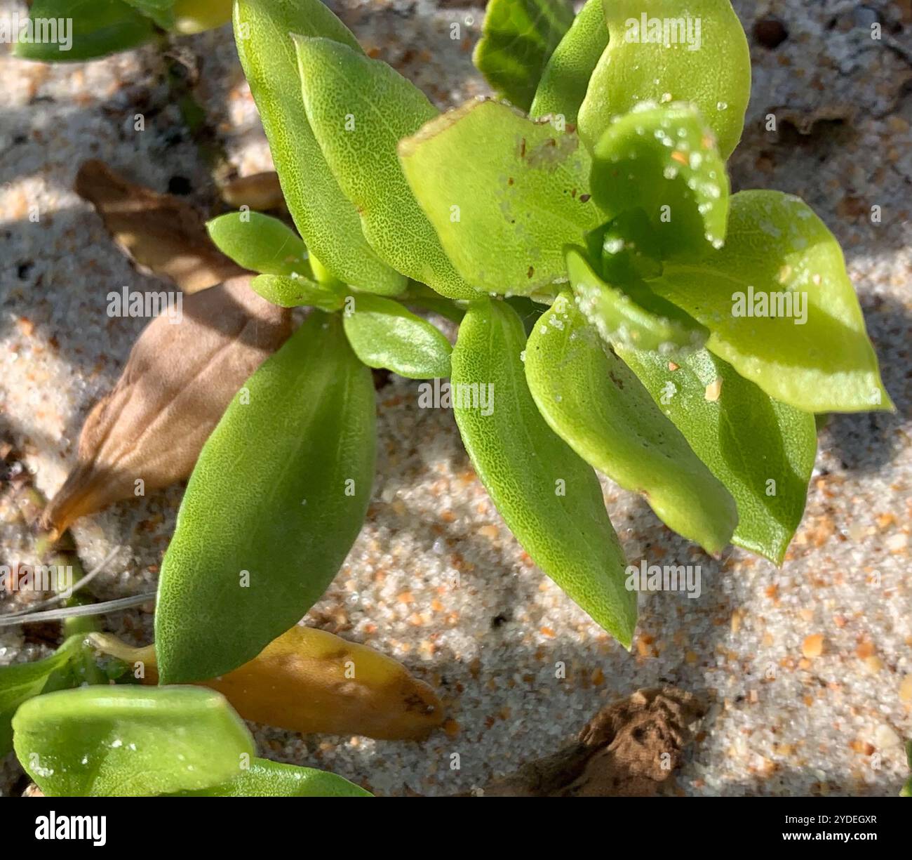 Dune Marsh-elder (Iva imbricata Stock Photo - Alamy
