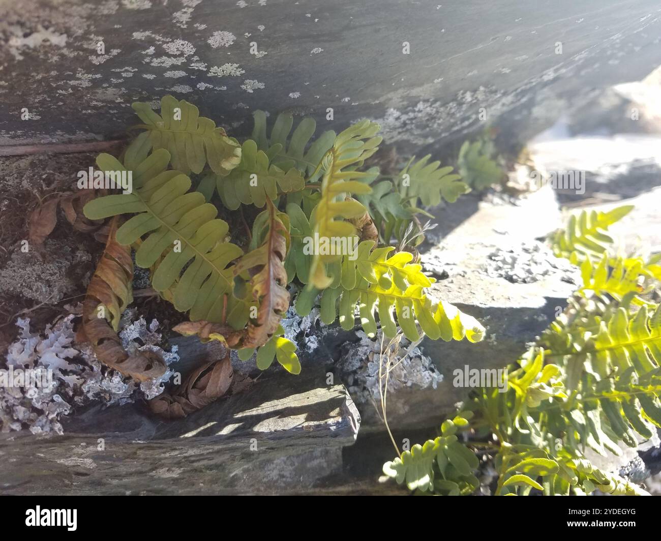 rock polypody (Polypodium virginianum Stock Photo - Alamy
