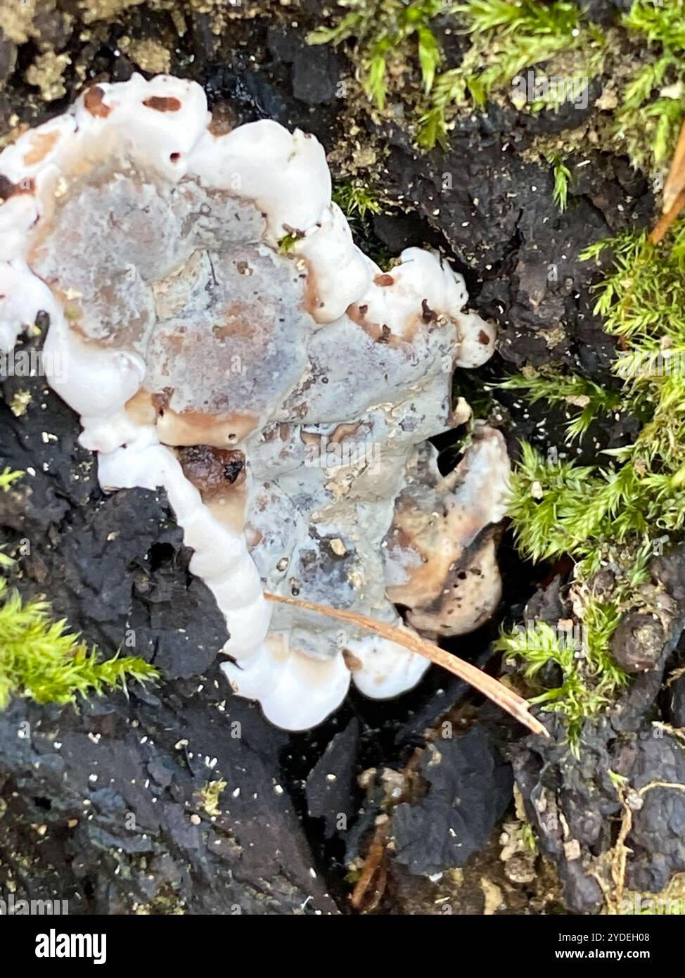 Brittle Cinder (Kretzschmaria deusta Stock Photo - Alamy