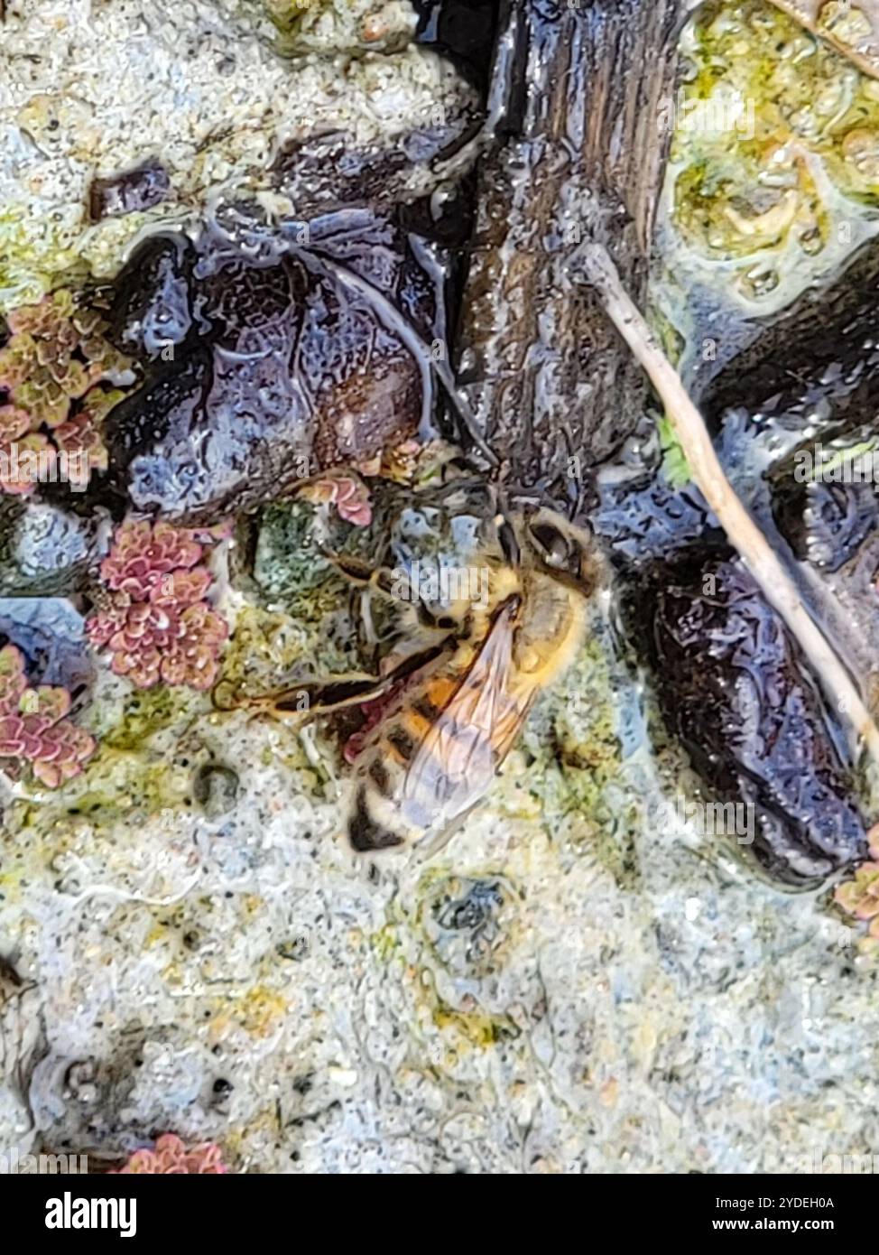 Western Honey Bee (Apis mellifera Stock Photo - Alamy