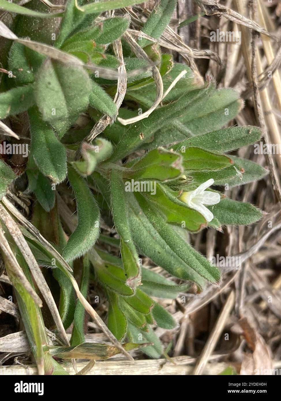 corn gromwell (Buglossoides arvensis Stock Photo - Alamy