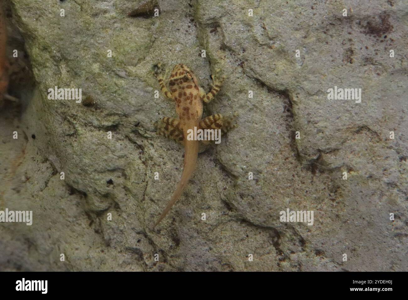 Cape Ghost frog (Heleophryne purcelli Stock Photo - Alamy