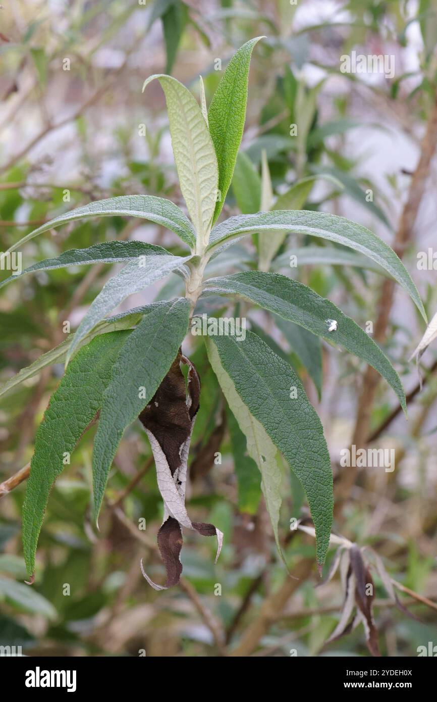 Orange-ball tree (Buddleja globosa Stock Photo - Alamy