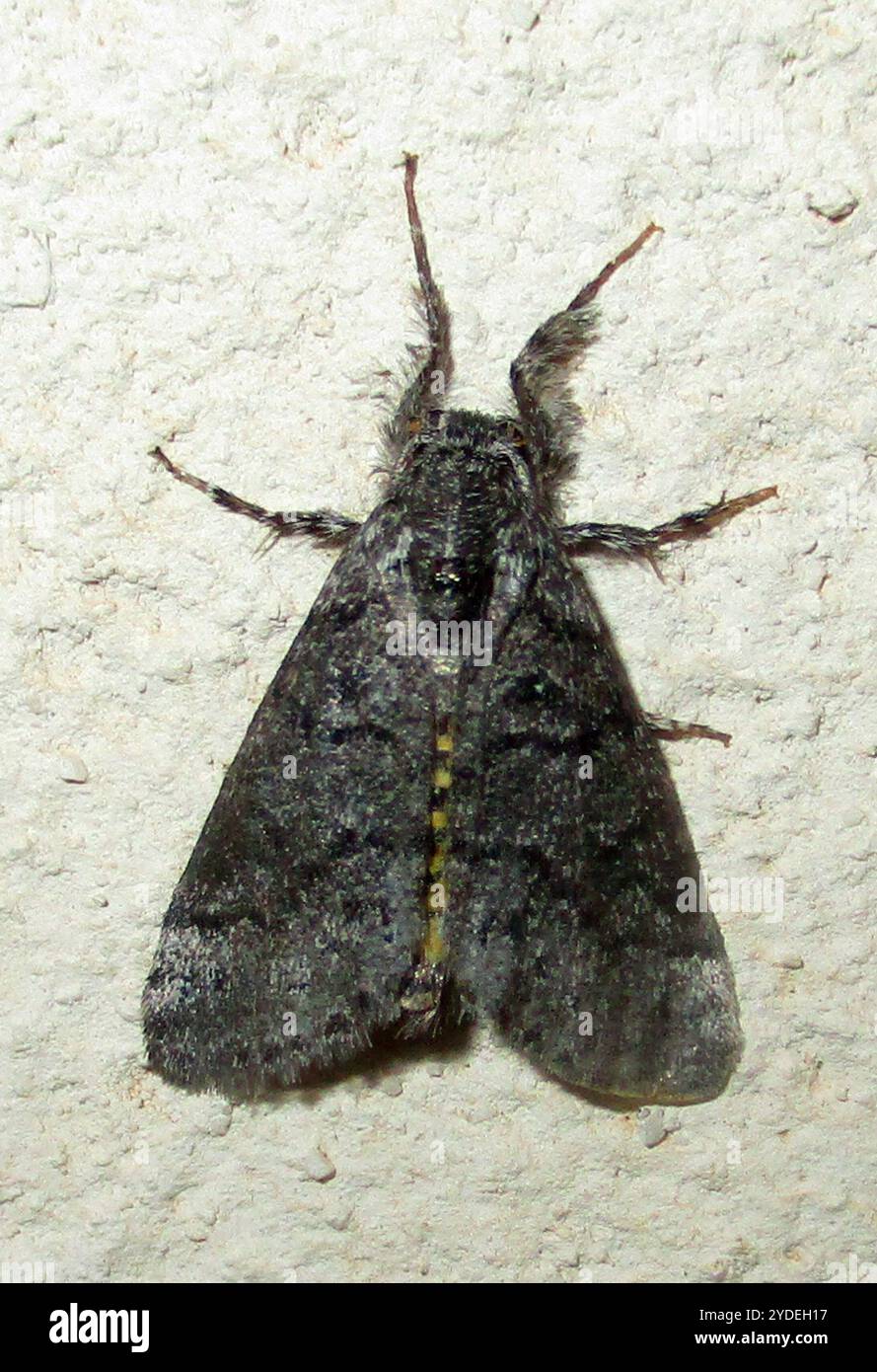 Tussock Moths (Lymantriinae Stock Photo - Alamy