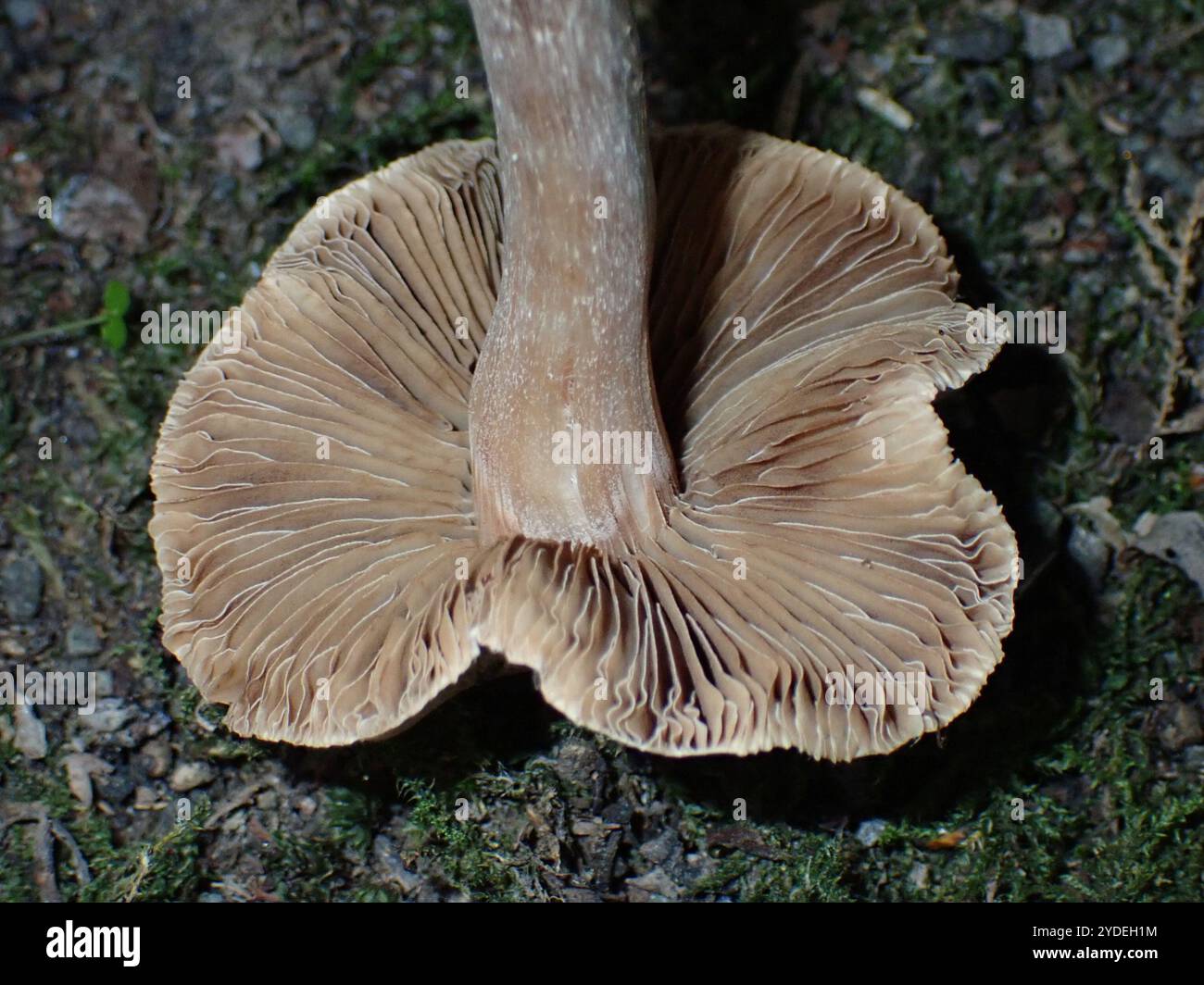 Fiber Caps (Inocybe Stock Photo - Alamy