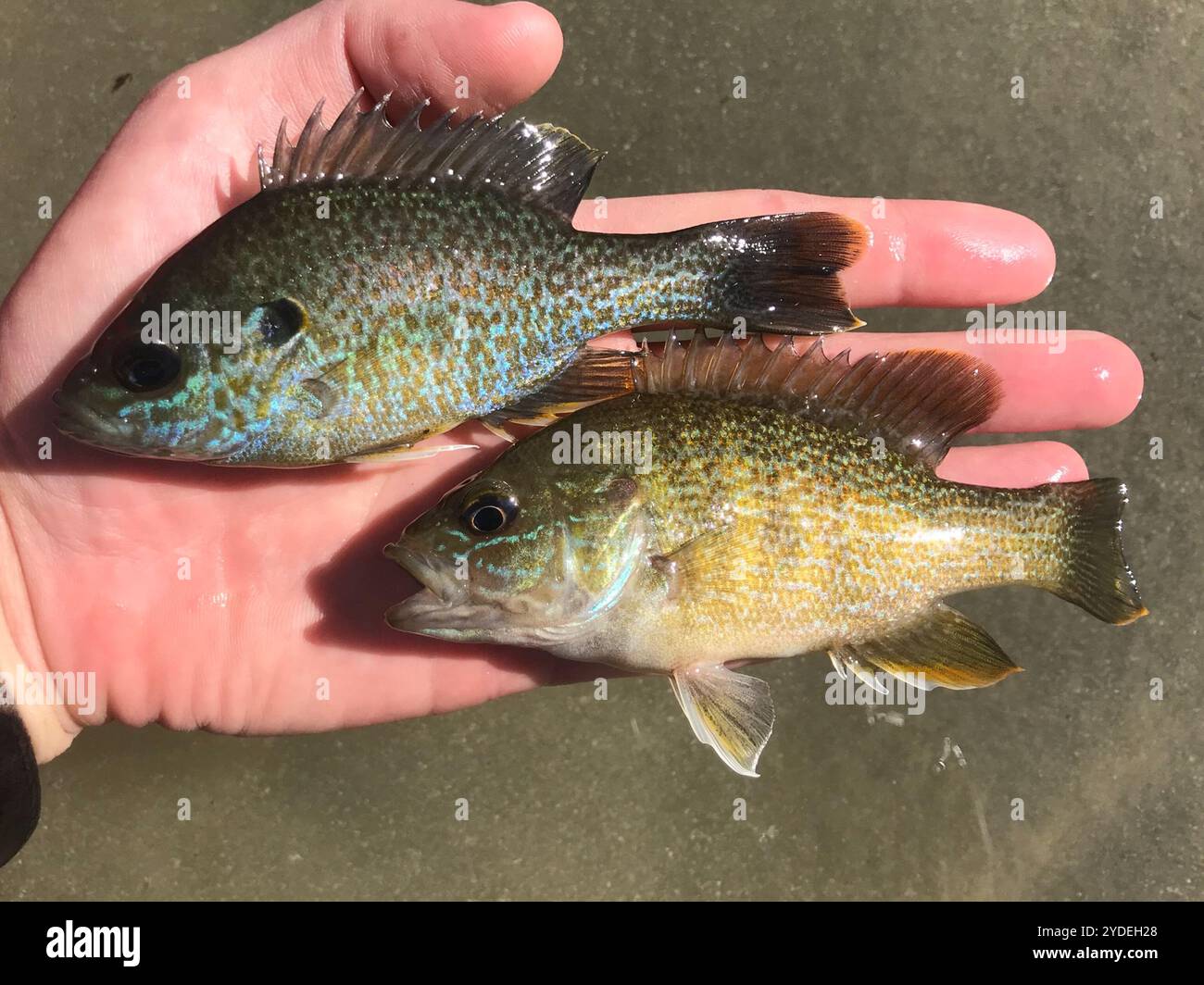 Green sunfish hi-res stock photography and images - Alamy