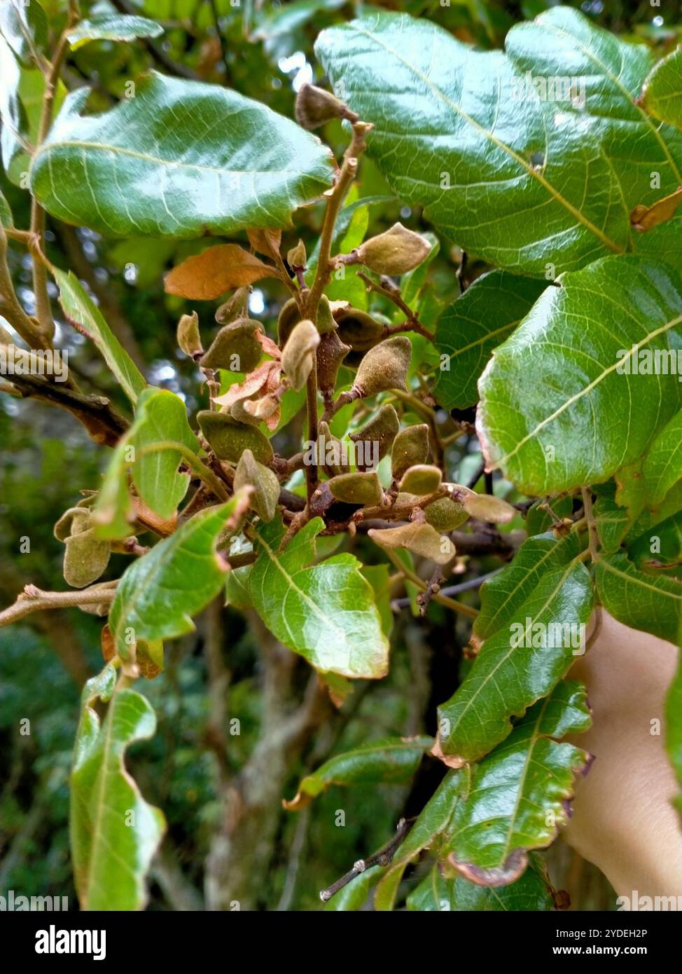 (Alectryon excelsus excelsus Stock Photo - Alamy