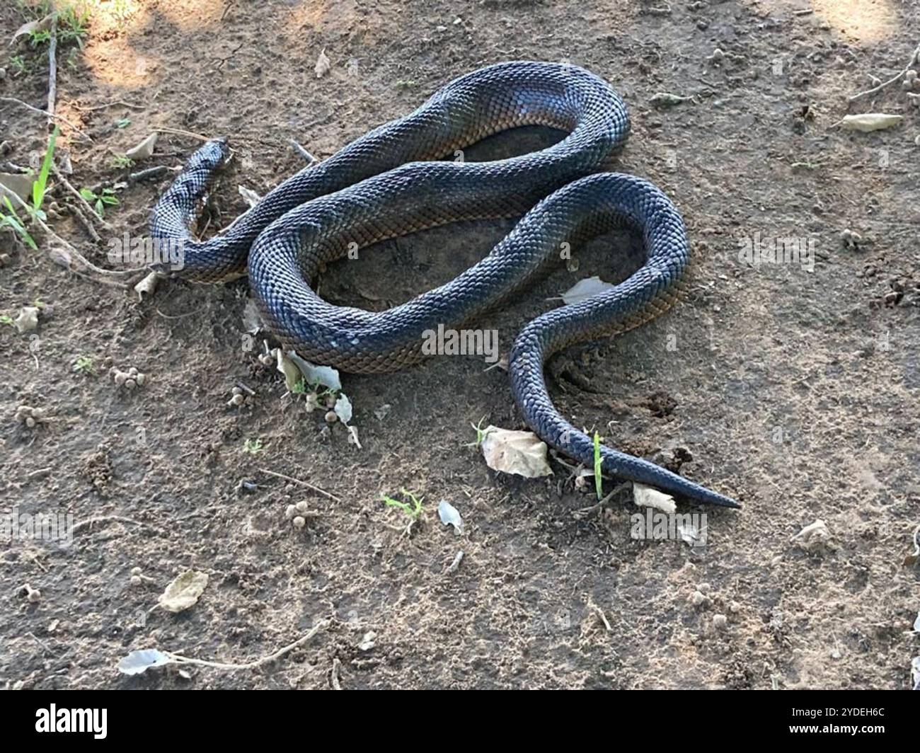 Mole Snake (Pseudaspis cana Stock Photo - Alamy