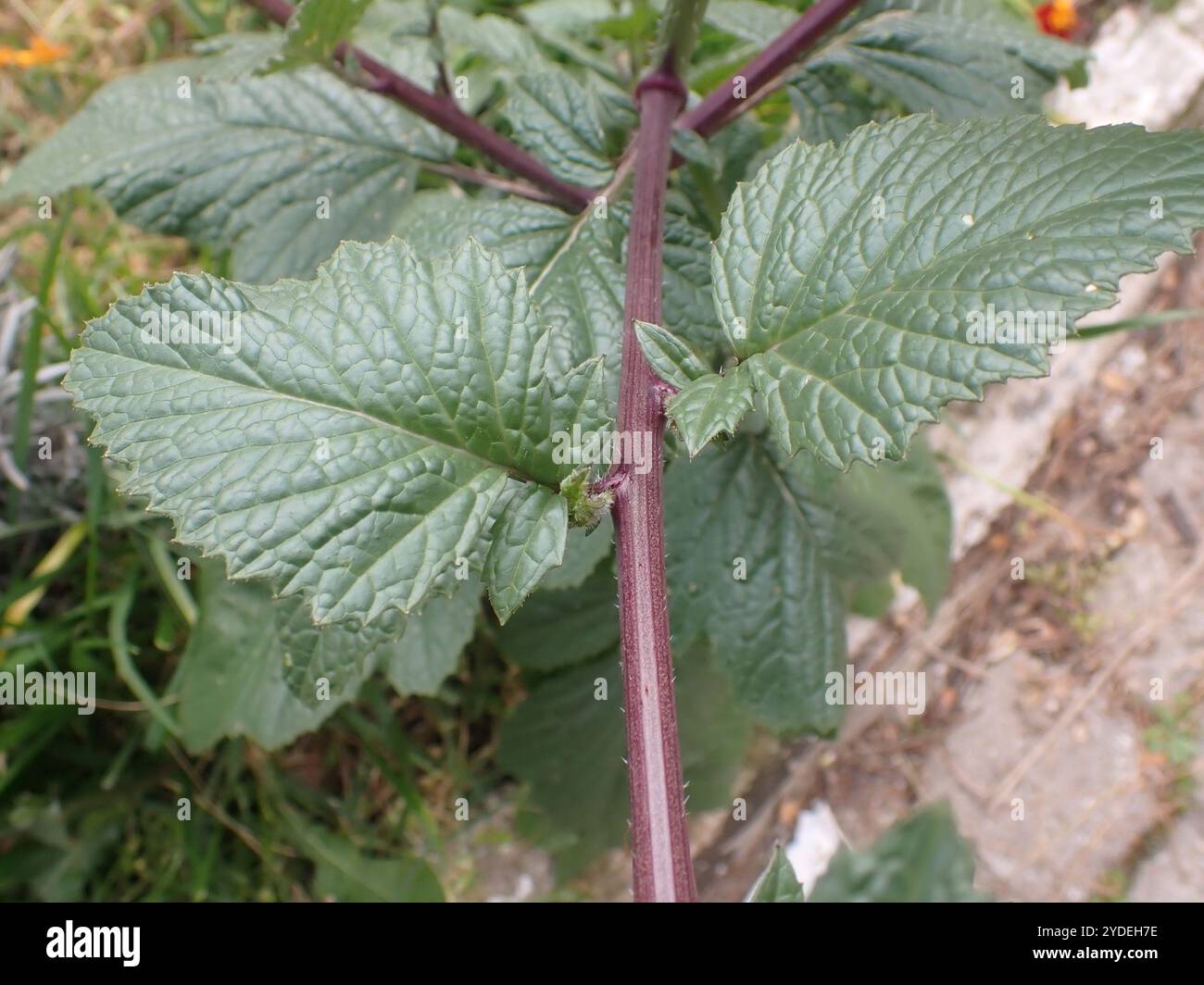 charlock (Mutarda arvensis Stock Photo - Alamy