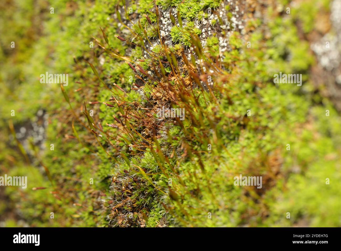 Common wall-screw moss (Tortula muralis muralis Stock Photo - Alamy