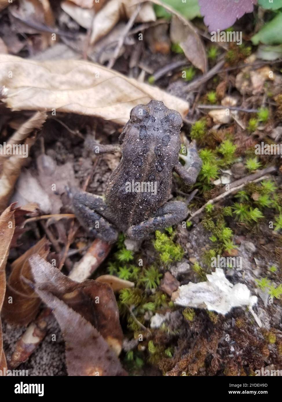 North American Toads (Anaxyrus Stock Photo - Alamy